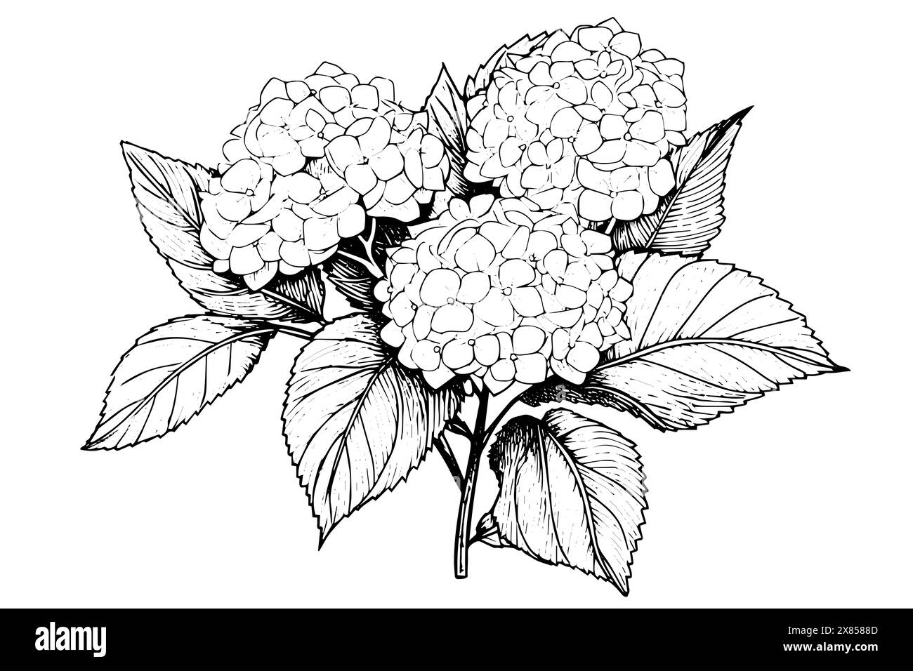 Vintage Hand-Drawn Hydrangea Vector Illustration: Sketch of Hortensia ...