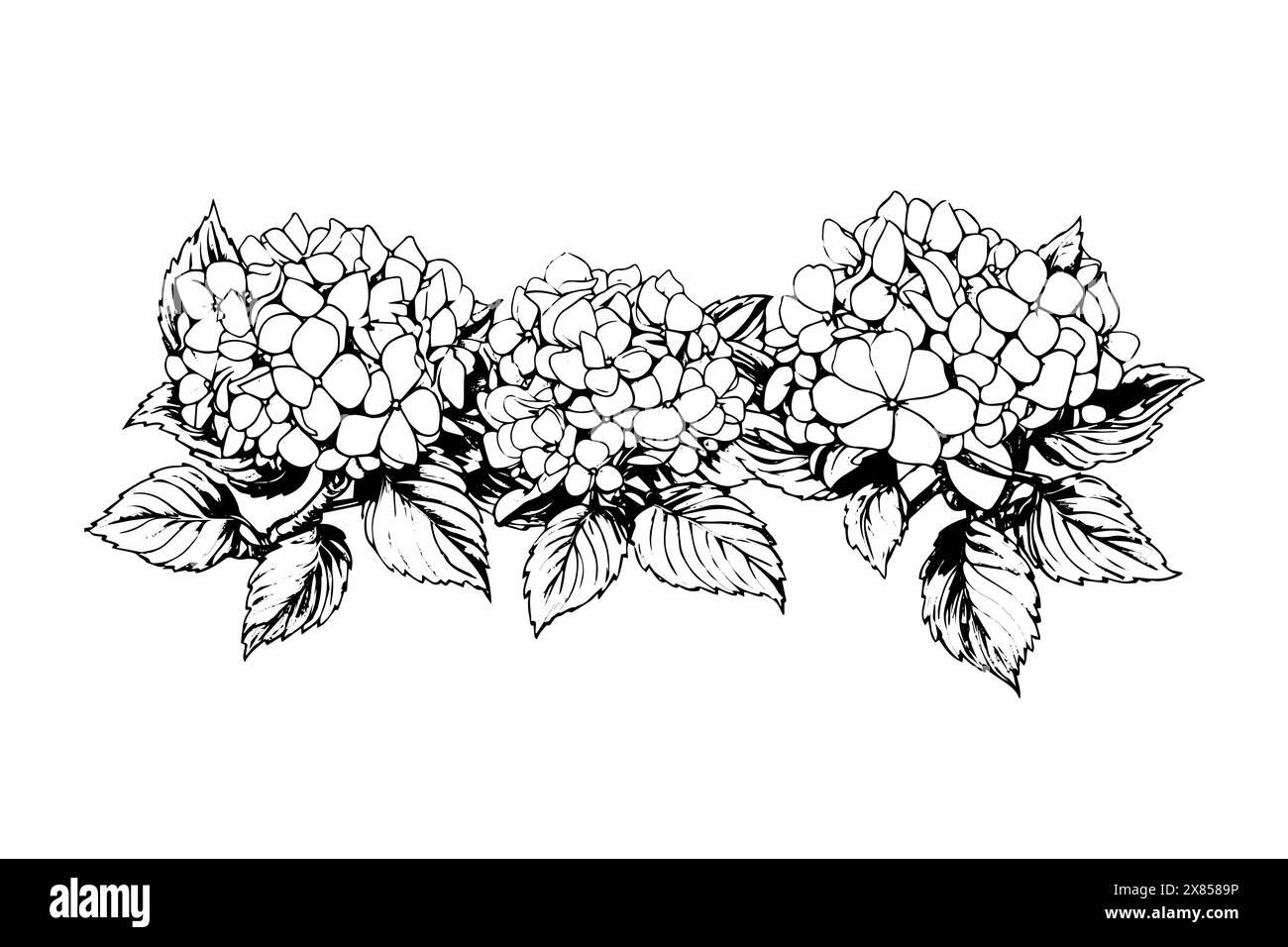 Hand drawn ink sketch hydrangea flowers. Vector illustration in ...