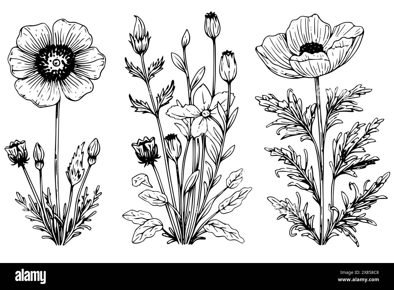 Hand drawn ink sketch of meadow wild flower set. Engraved style vector ...