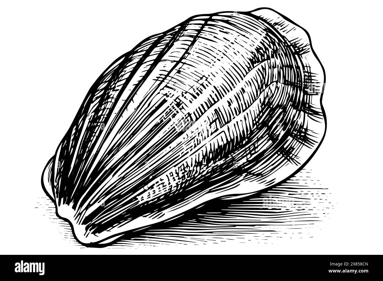 Seashell illustration antique hi-res stock photography and images - Alamy