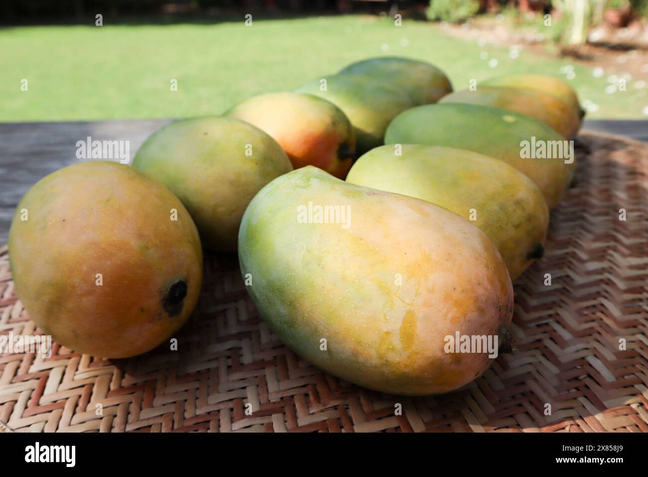 Ripe mango, Fresh yellow mango. Kesar Keri mango fruits. Mango nature ...