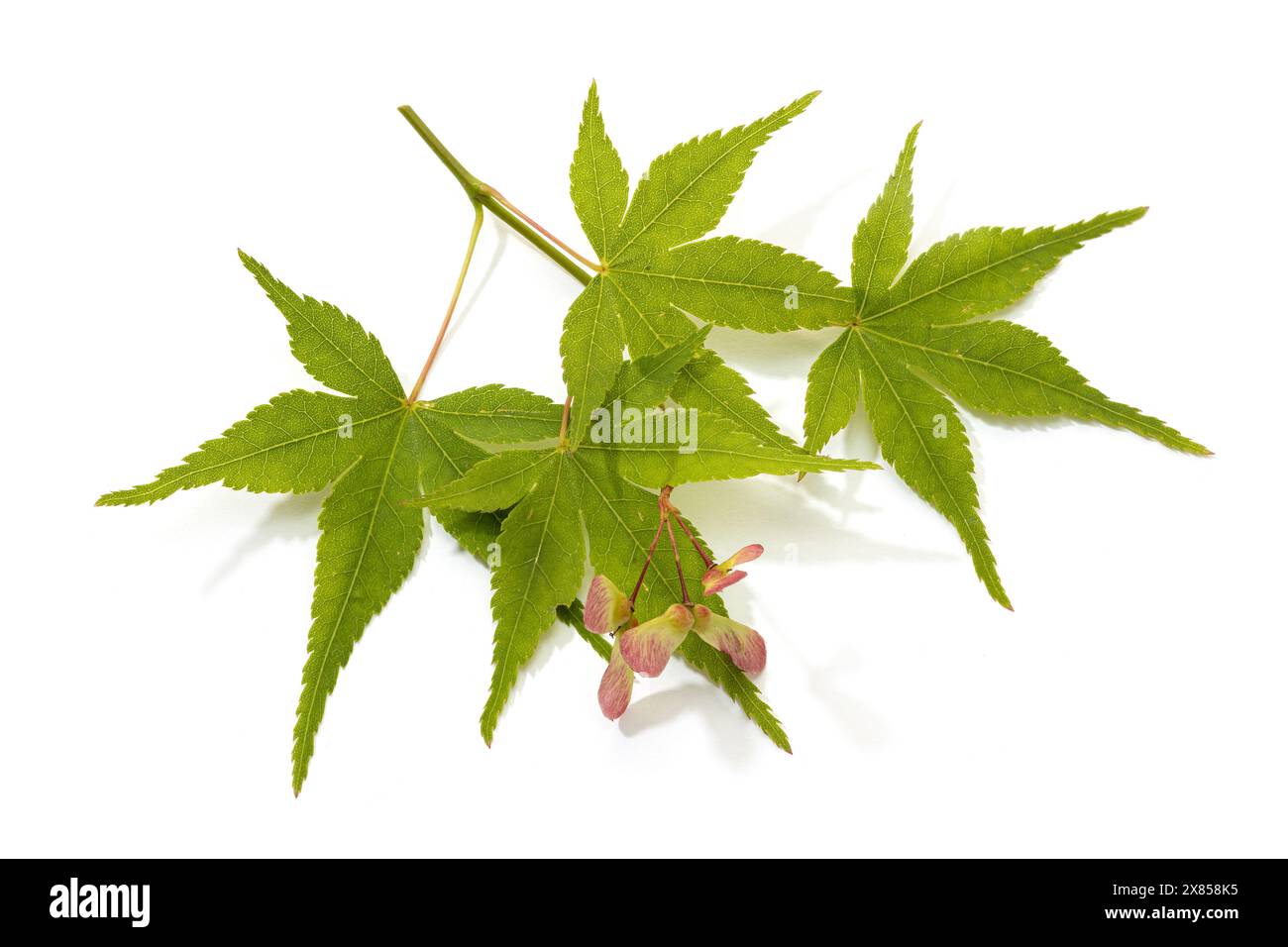 Japanese maple leaves and seeds isolated on white background. Acer ...