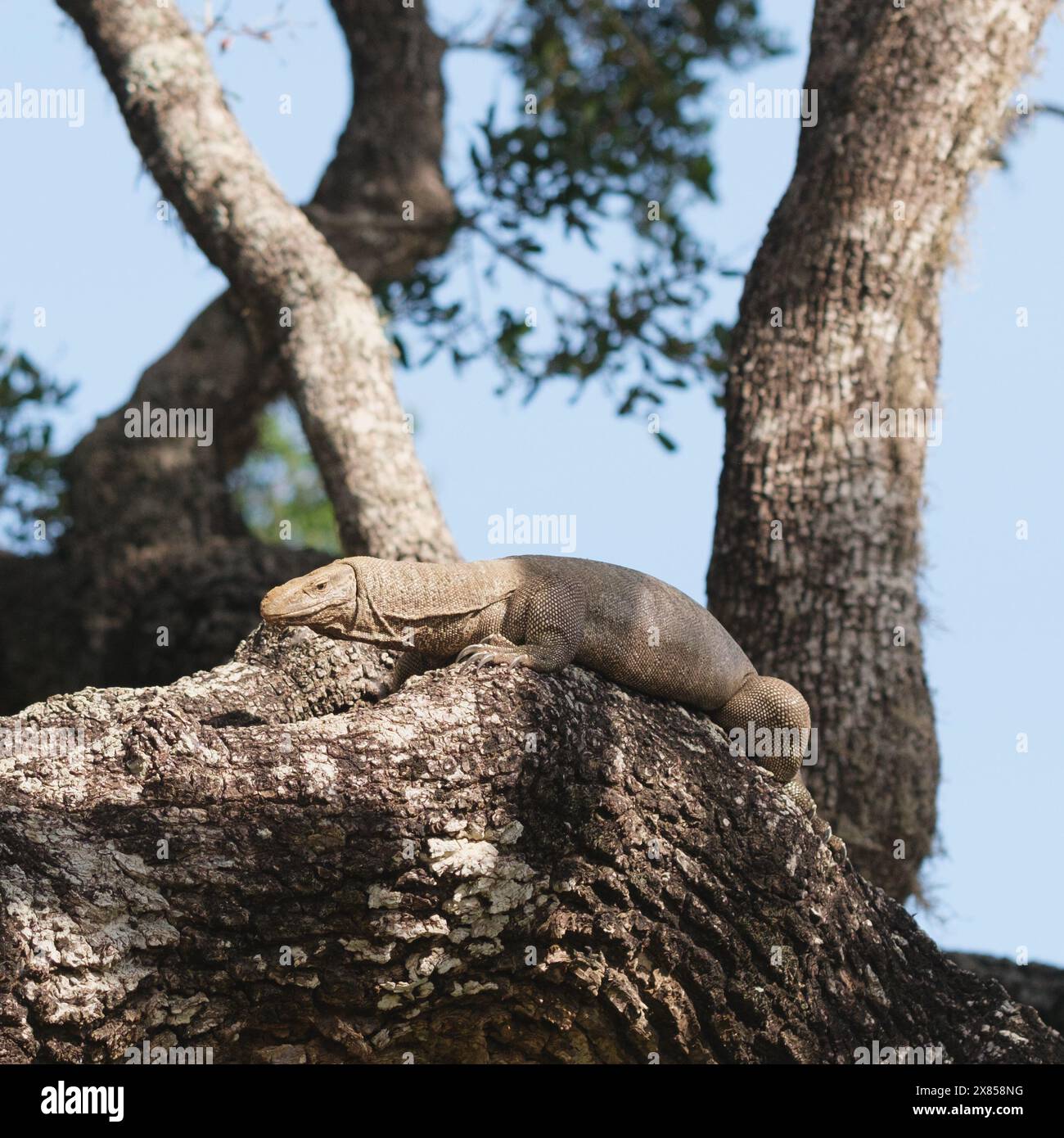 Bengal or Indian Monitor Lizard (Varanus bengalensis) Bundala National ...