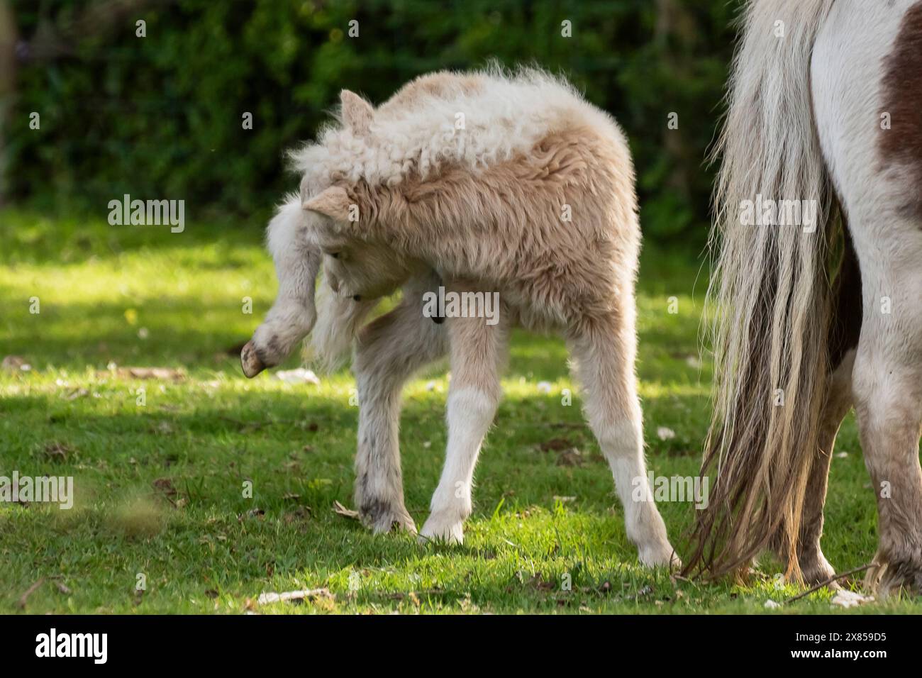 New Forest Shetland Pony Foals, May 2024, Pitmore Lans, Sway, New ...