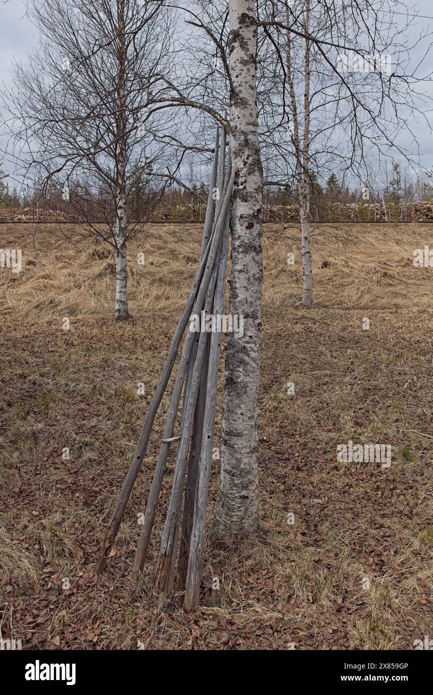 Old style wooden hay poles leaning against a tree in cloudy spring ...