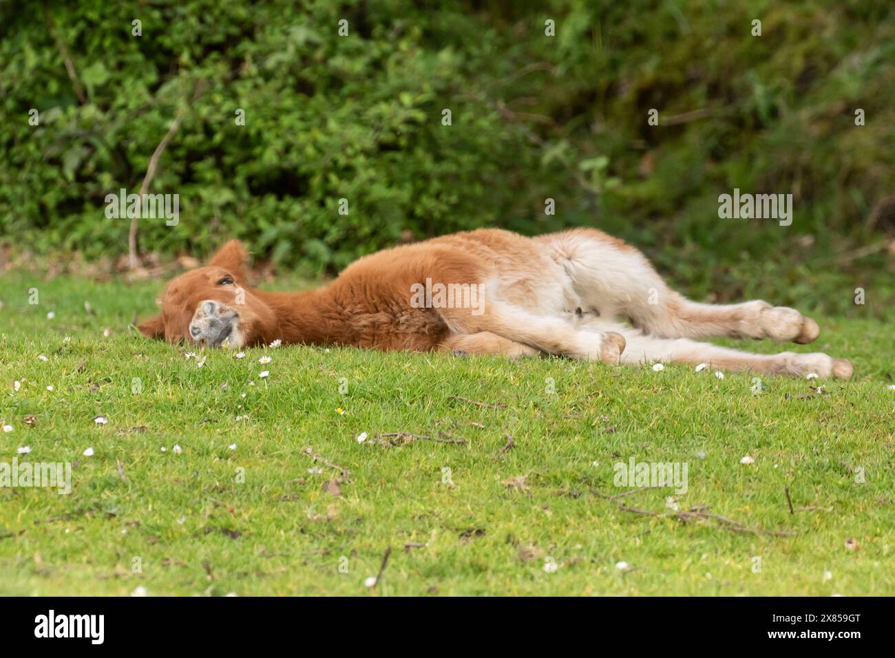 New Forest Shetland Pony Foals, May 2024, Pitmore Lans, Sway, New ...