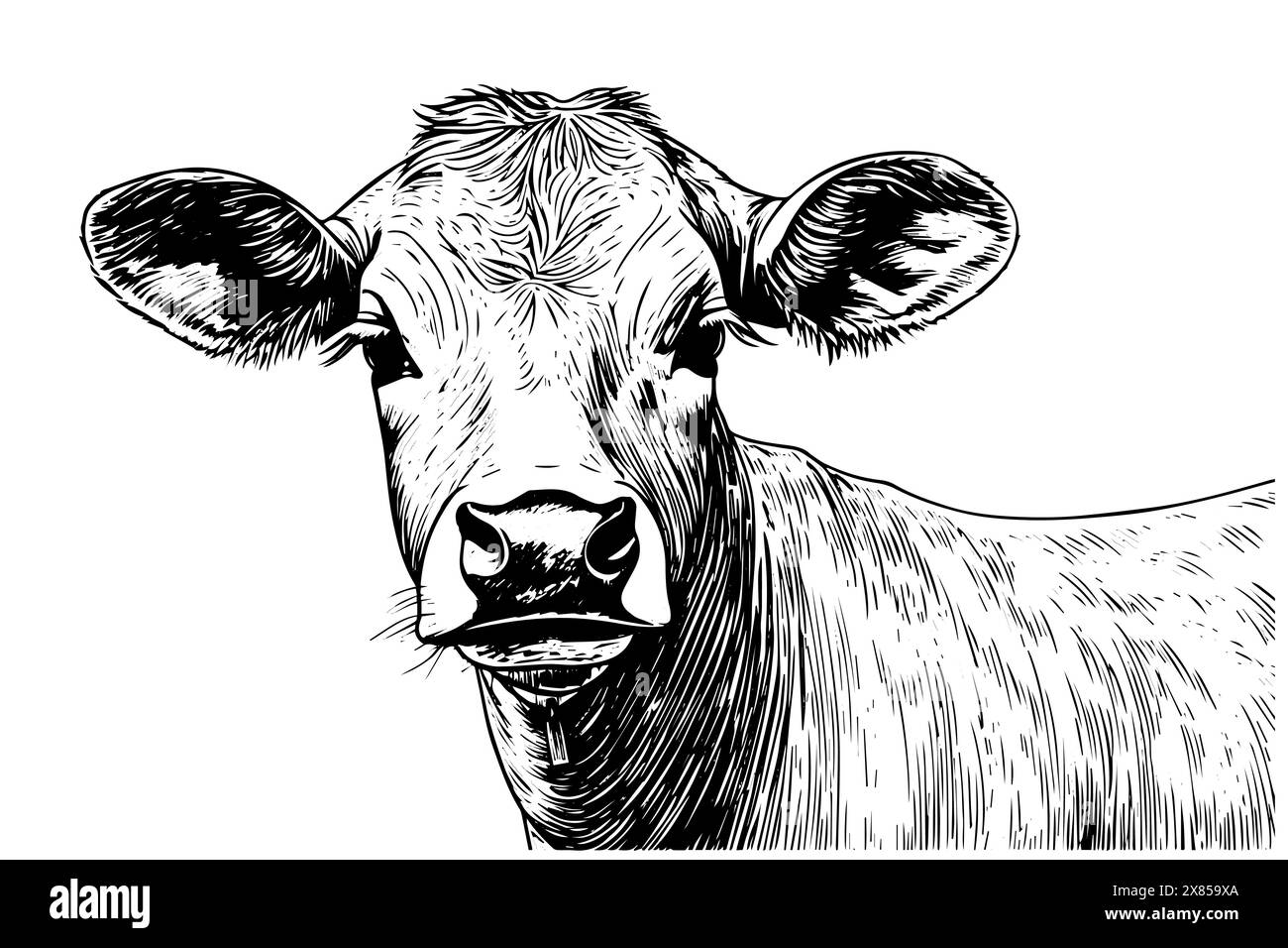 Hand drawn cow hi-res stock photography and images - Alamy