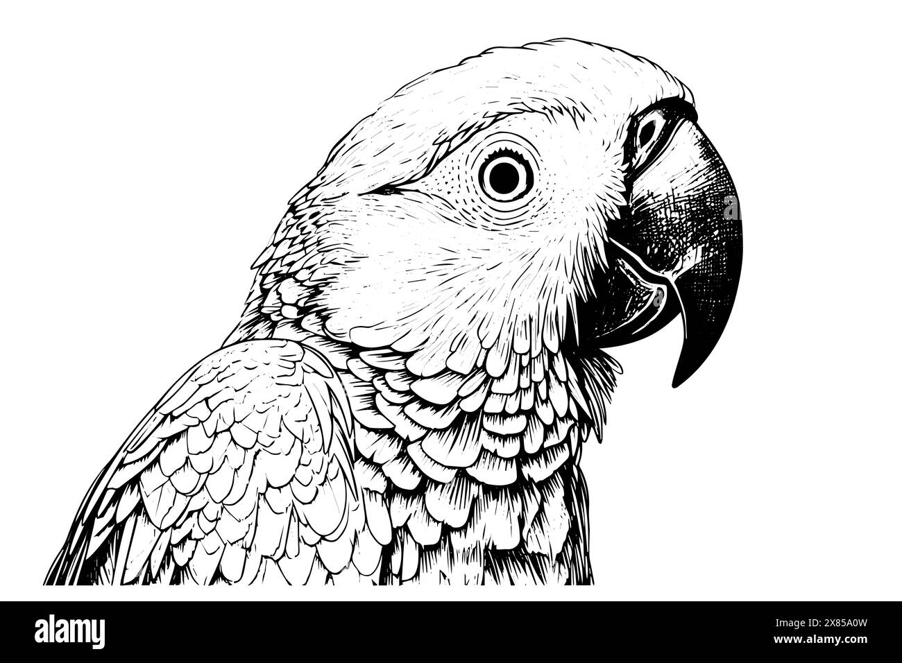 Parrot hand drawn ink sketch. Engraved style vector illustration Stock ...
