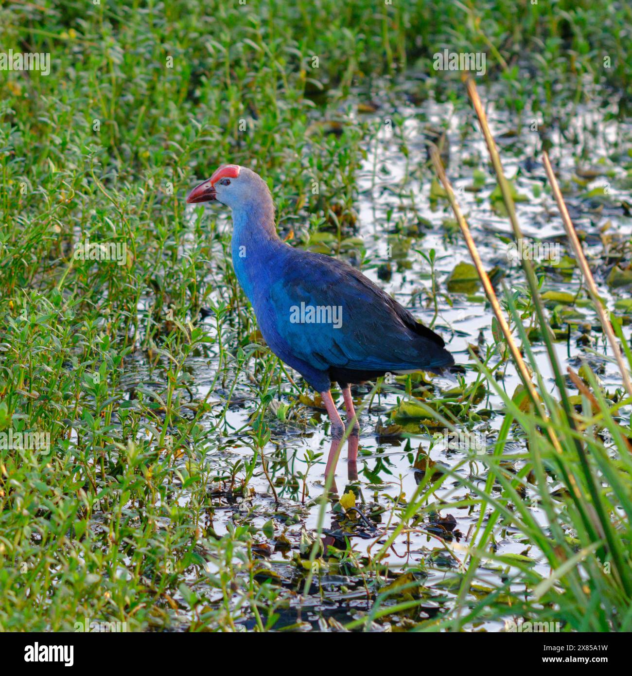 The grey headed swamp hen hi-res stock photography and images - Alamy