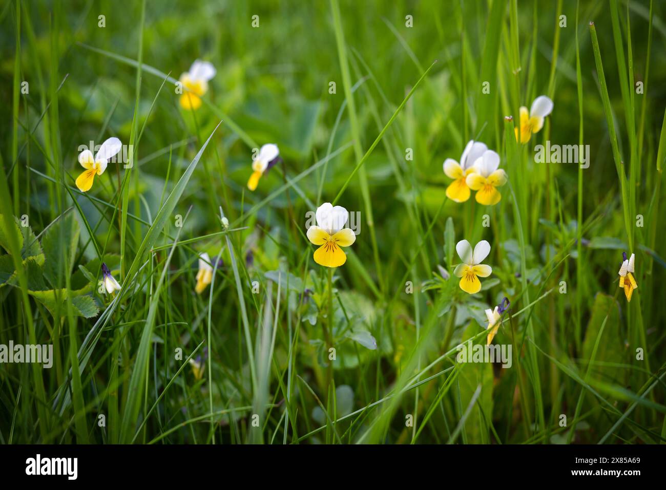 Blooming small forest violets (Viola tricolor) in a forest clearing ...