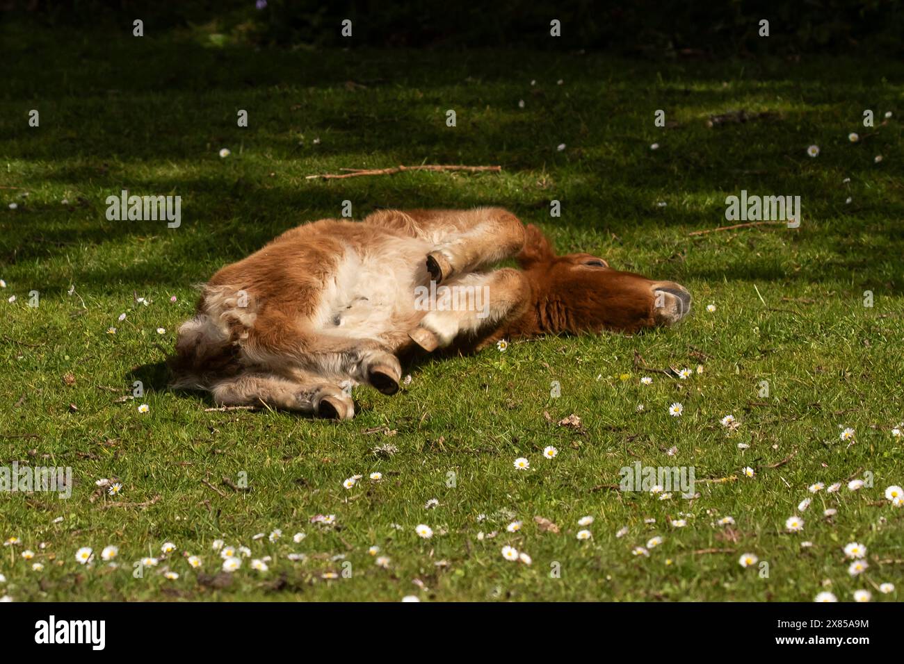 New Forest Shetland Pony Foals, May 2024, Pitmore Lans, Sway, New ...