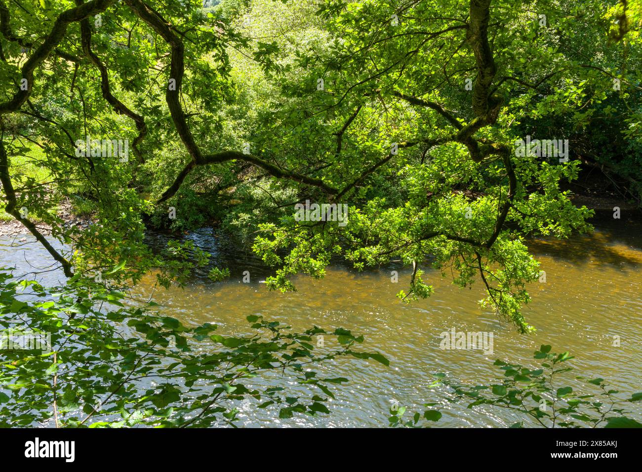 The River Torridge in woodland at Great Torrington Common, Devon ...