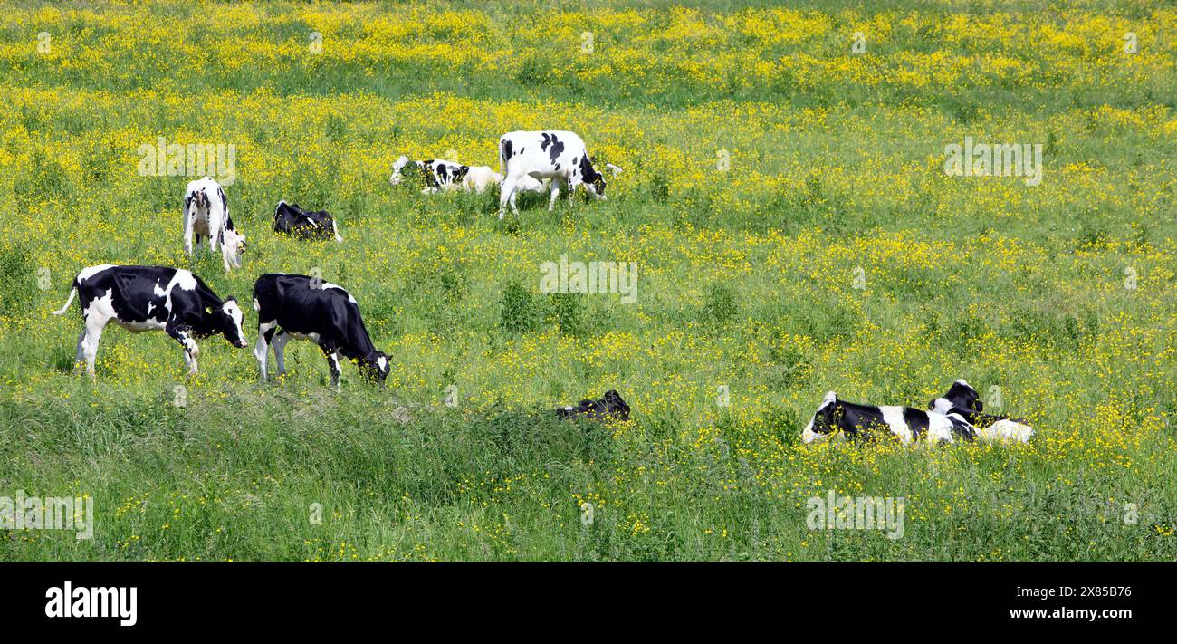young black and white spotted calves in green summer meadow with yellow ...
