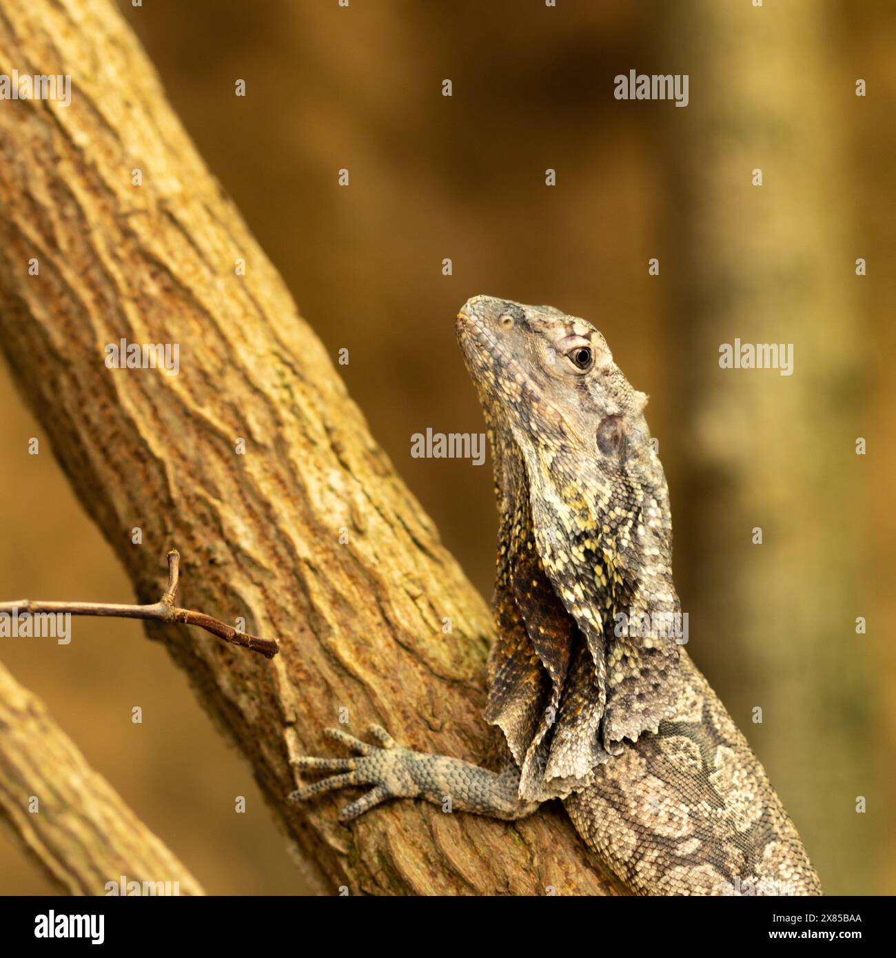 Frilled lizard in the summer - (Chlamydosaurus kingii Stock Photo - Alamy