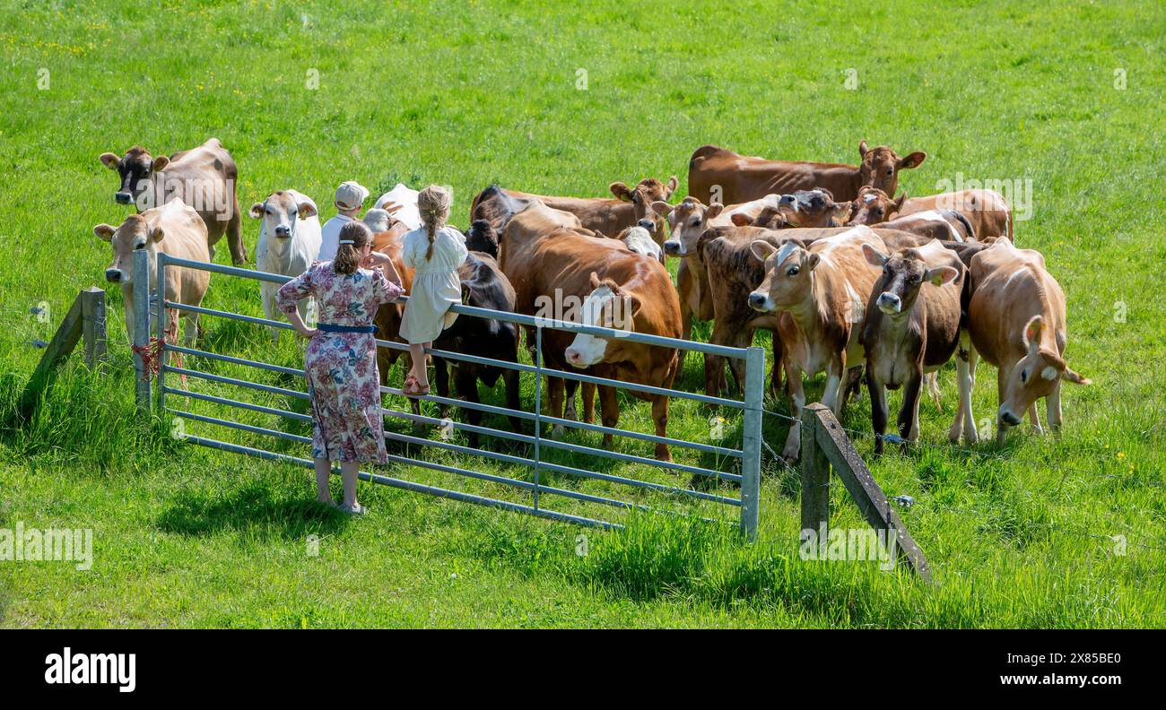 mother watches her children that sit on gate and look at cows in green ...
