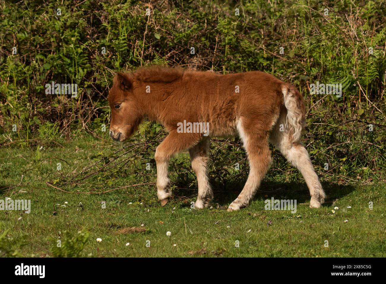 New Forest Shetland Pony Foals, May 2024, Pitmore Lans, Sway, New ...