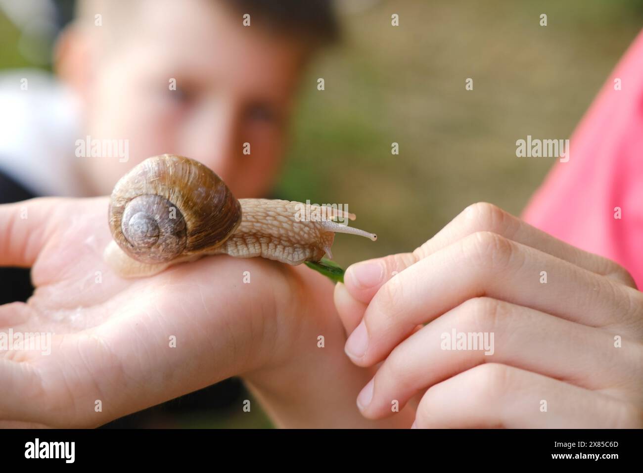 beautiful grape snail sitting on child's hand, Teaching Children About ...