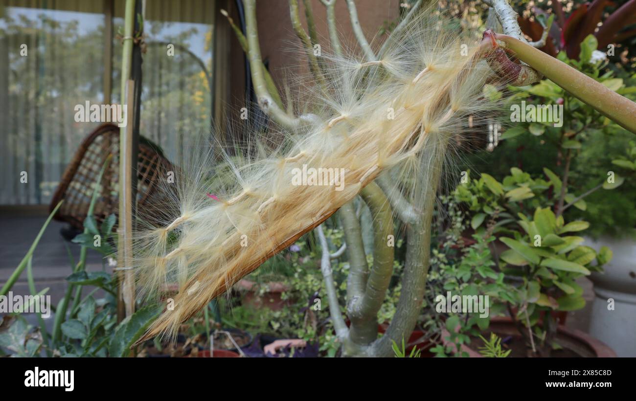 Adenium seed pods hi-res stock photography and images - Alamy