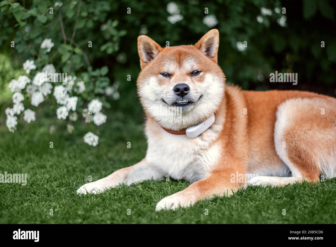 Red Shiba inu dog under Spirea bush in the garden at spring Stock Photo ...