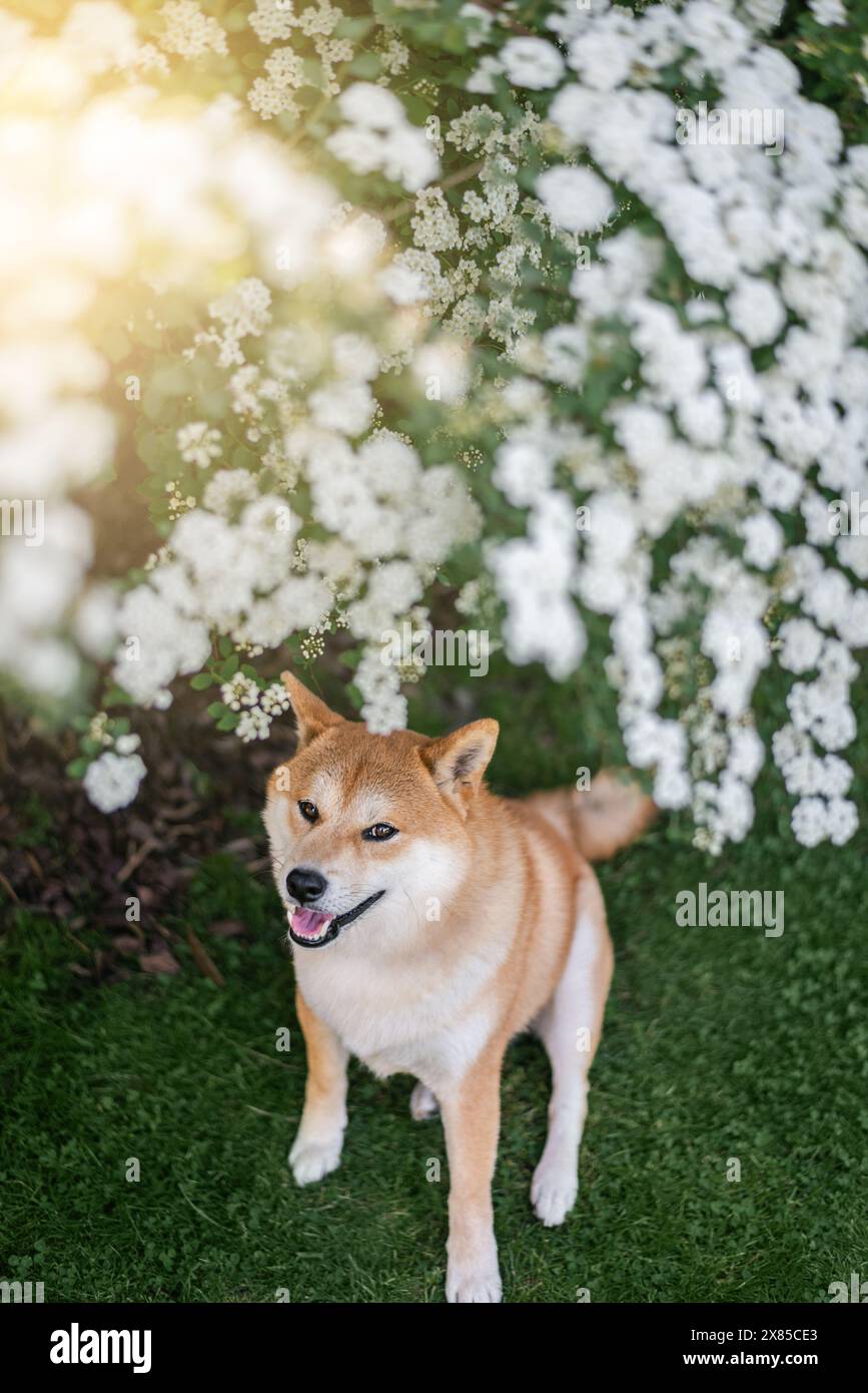 Red Shiba inu dog under Spirea bush in the garden at spring Stock Photo ...