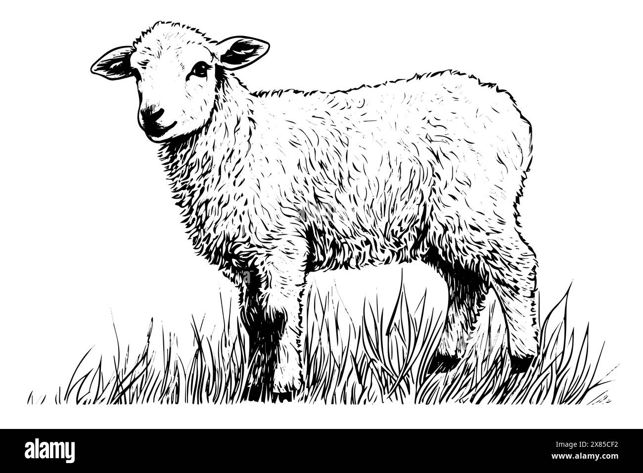 Cute sheep hand drawn ink sketch. Engraved style vector illustration ...