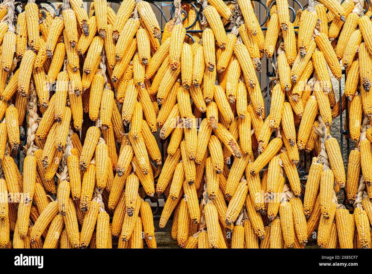 corn cobs hung to dry, texture for backgrounds Stock Photo - Alamy