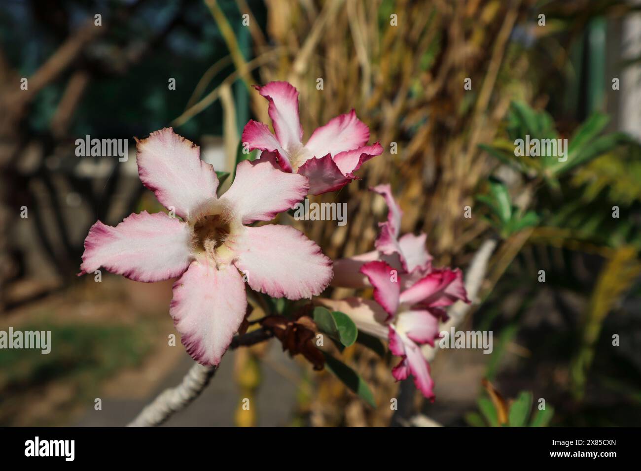 Close up of Pink Desert rose flowers, light pink adenium ornamental ...