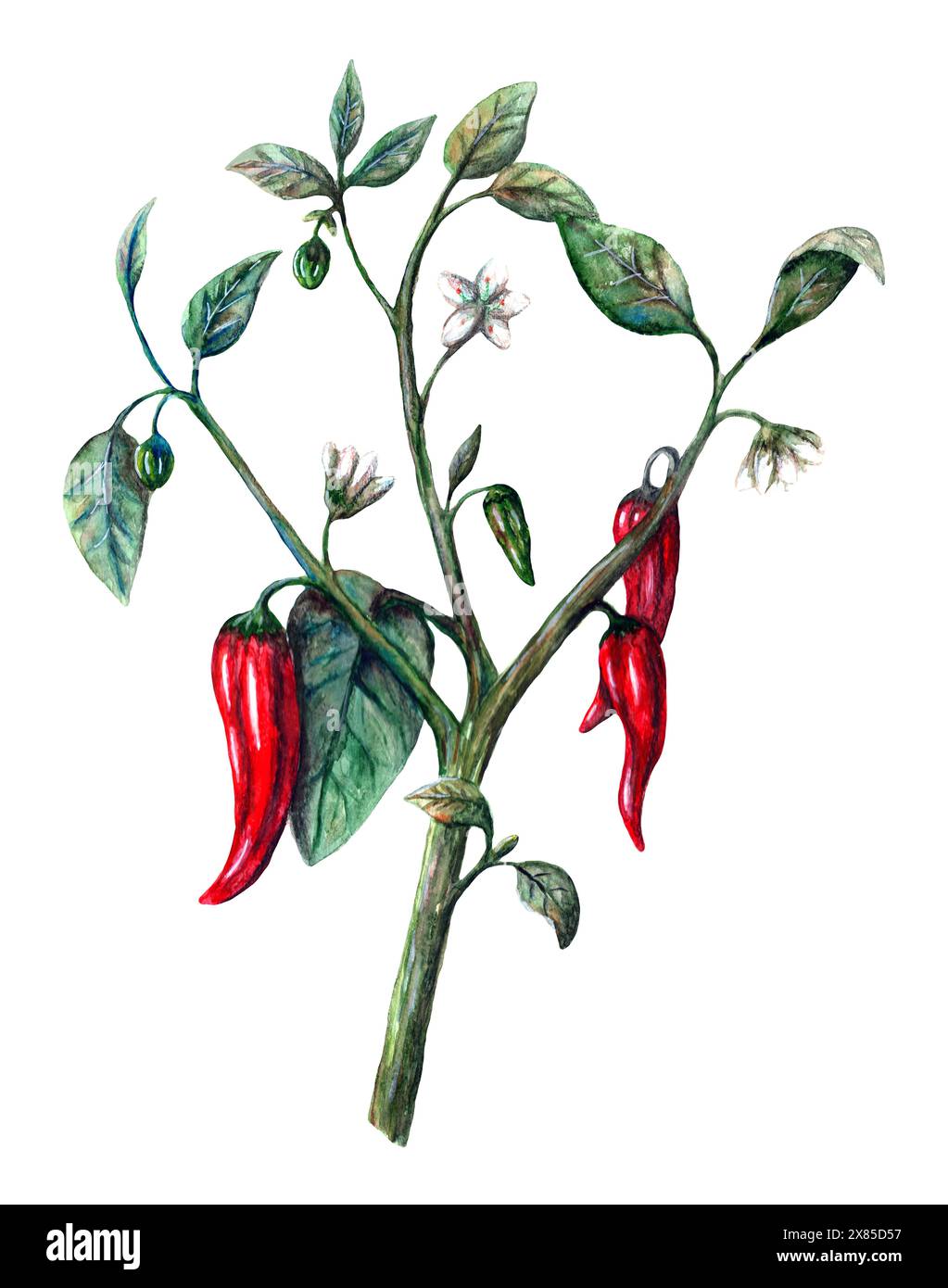 A detailed illustration of a pepper plant depicting red peppers and ...