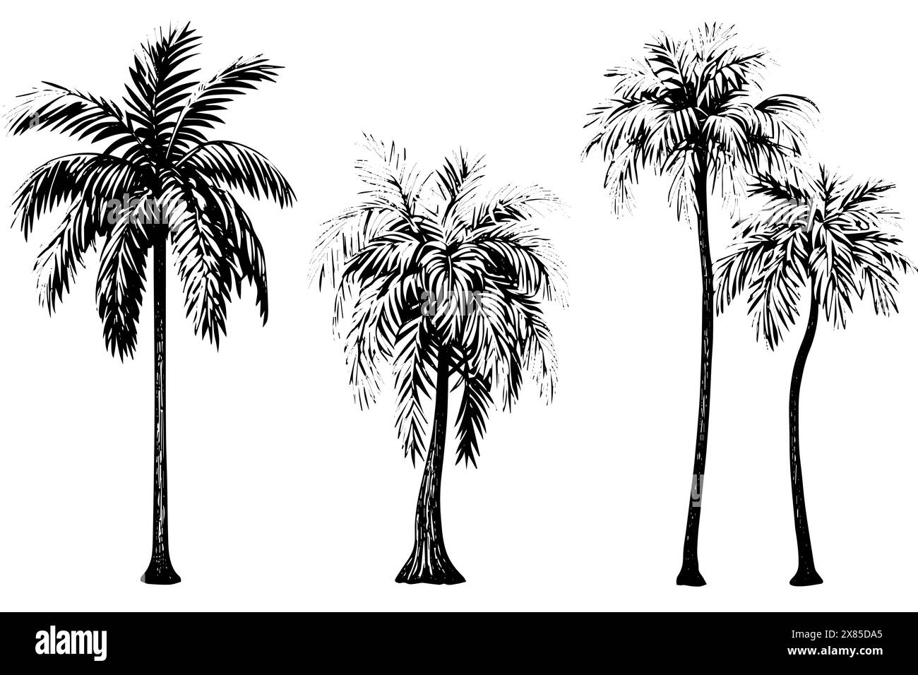Vintage Hand Drawn Palm Tree Sketch Vector Illustration Retro Tropical