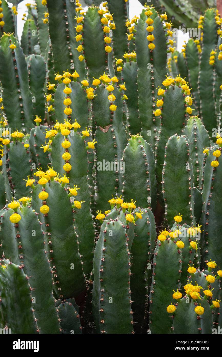 Resin spurge (Euphorbia resinifera), Euphorbiaceae. Ornamental ...
