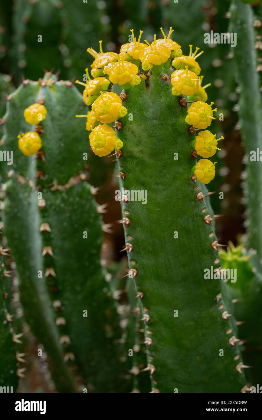 Resin spurge (Euphorbia resinifera), Euphorbiaceae. Ornamental ...