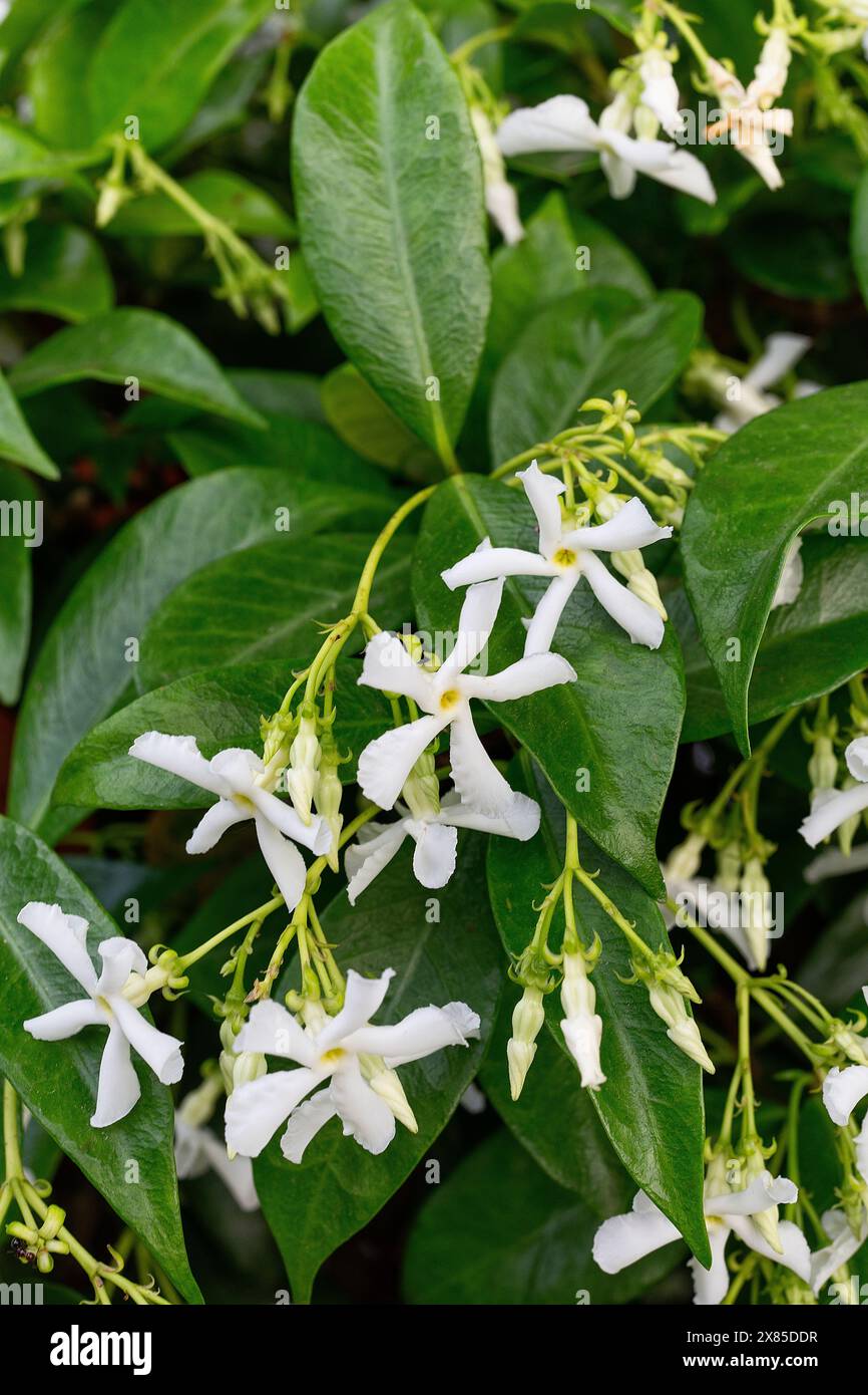 Confederate jasmine (Trachelospermum jasminoides), Apocynaceae ...