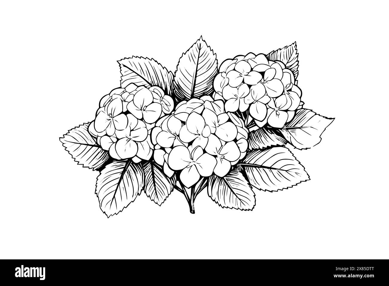 Hand drawn ink sketch hydrangea flowers. Vector illustration in ...