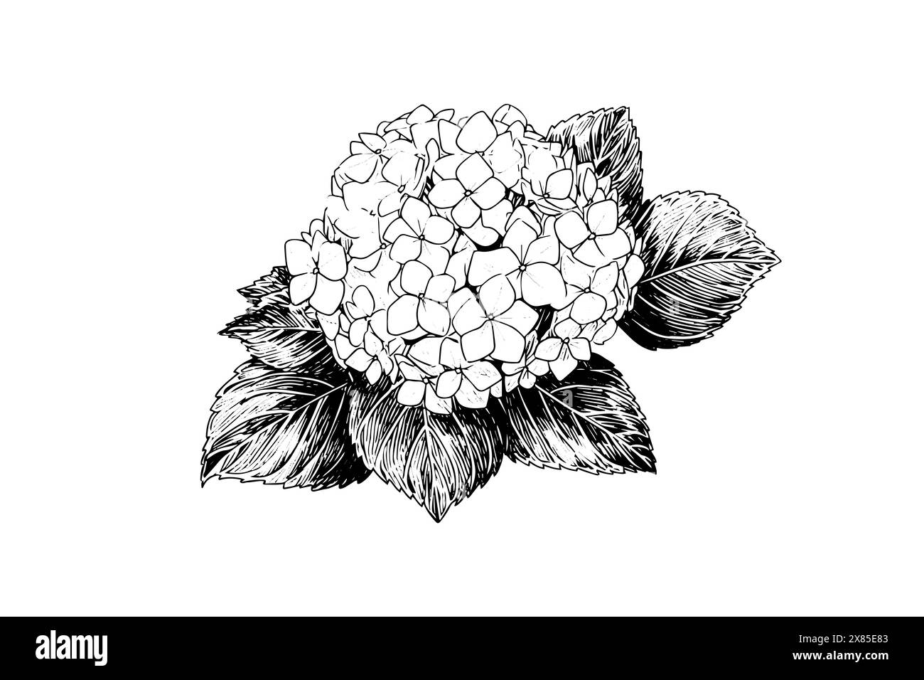 Hand drawn ink sketch hydrangea flowers. Vector illustration in ...