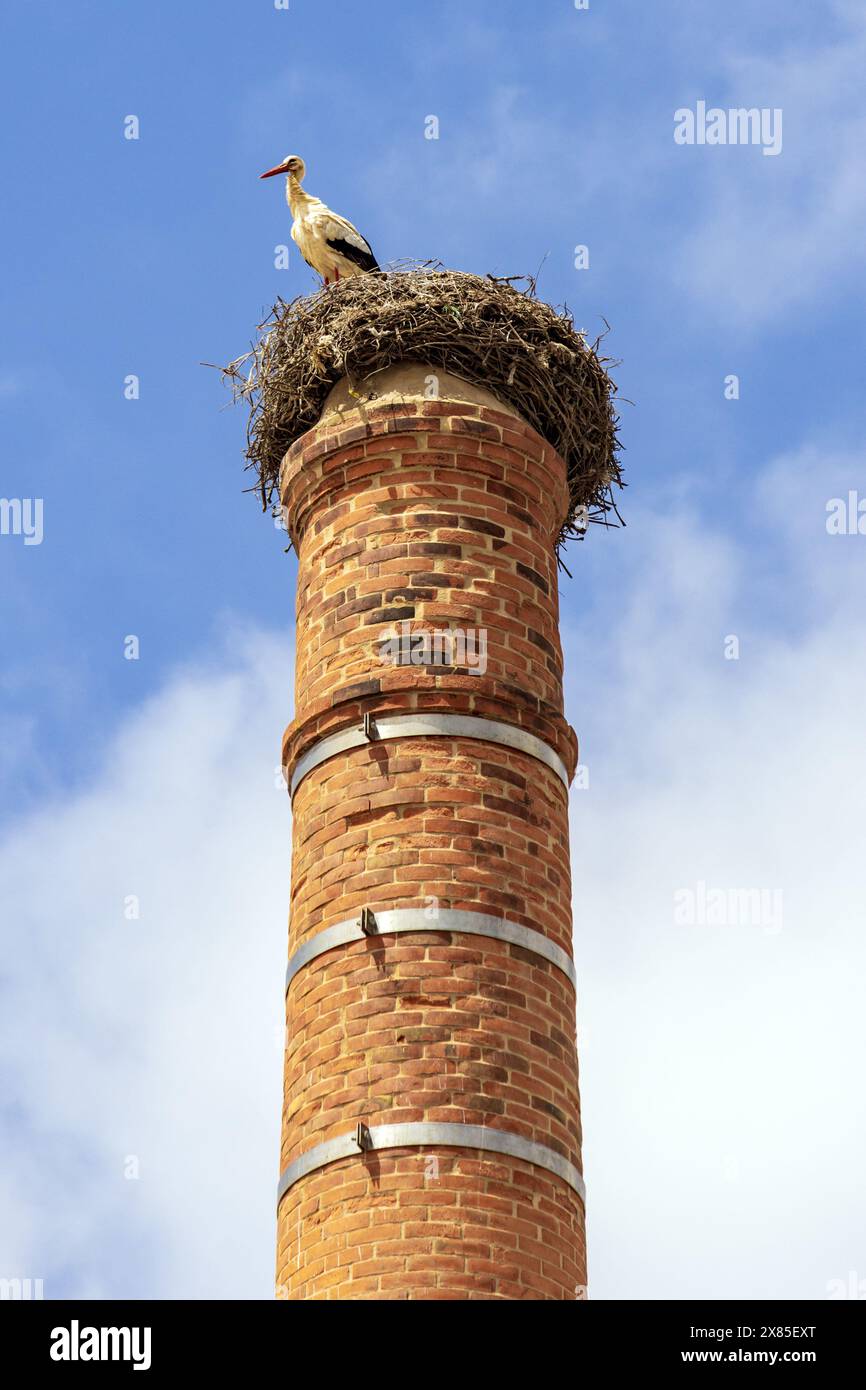 White stork on large nest made of branches on a brick chimney in ...