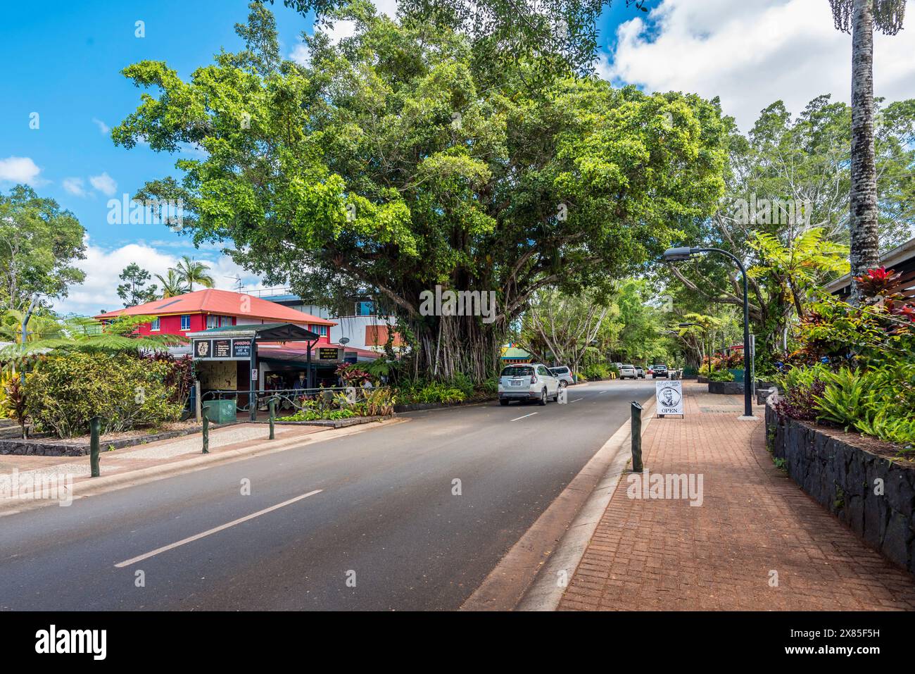 Ficus watkinsiana strangler figs hi-res stock photography and images ...