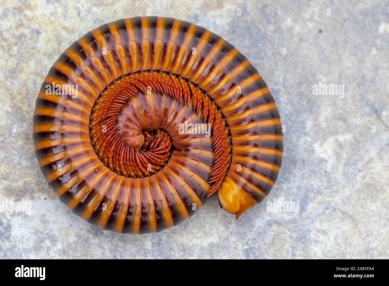 Trigoniulus corallinus millipede Stock Photo - Alamy