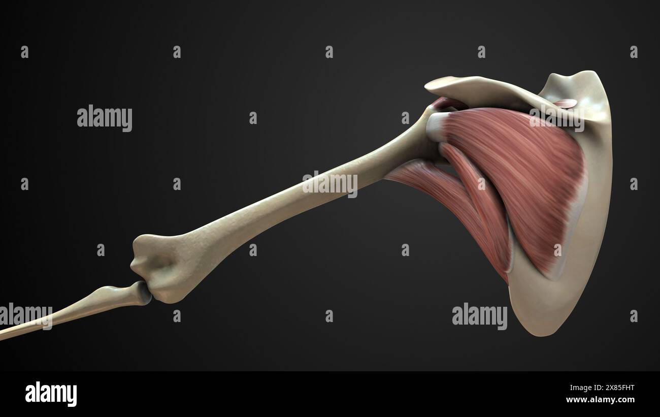 Rotator Cuff Muscle of Painful Shoulder Stock Photo - Alamy