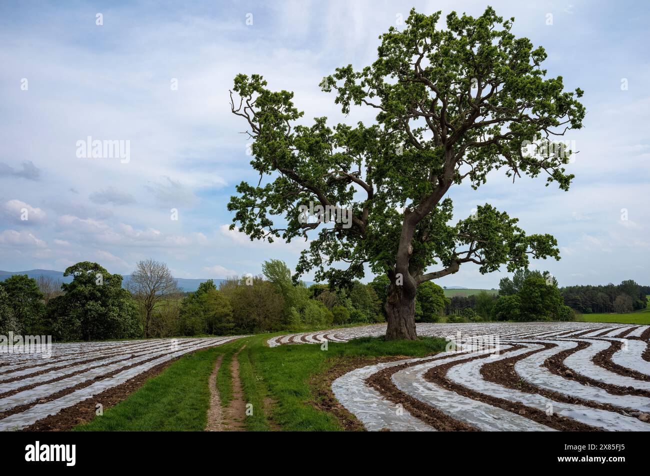 A 16th century oak dominating a field of mulched crops, Edenhall ...