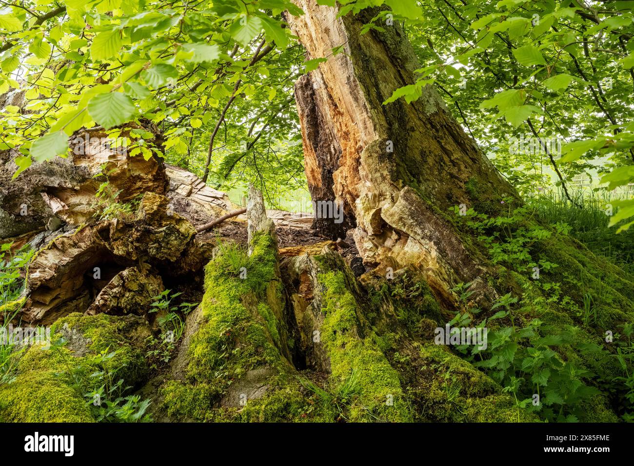 Natural regrowth from a decayed tree stump in the Lowther Valley ...
