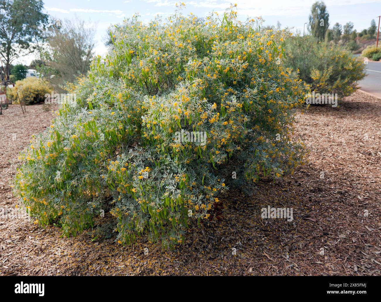 Senna pleurocarpa blossoms and fruits, Yulara, Northern Territory ...