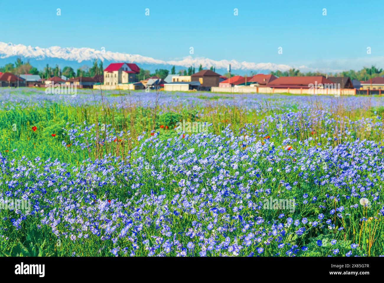 Field of blue flowers of steppe flax on a clear sunny day. In the ...