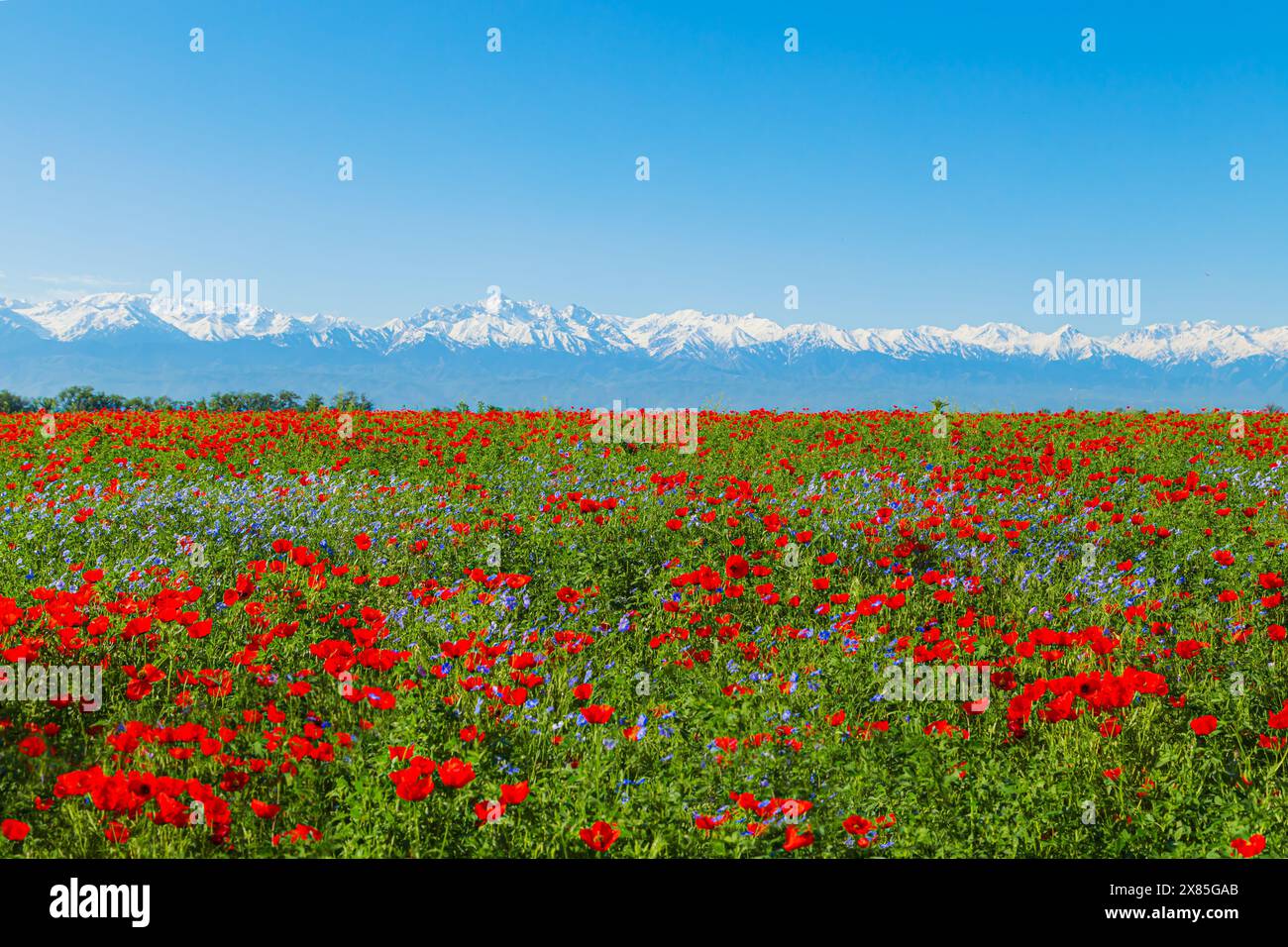 Field of red poppies and blue flowers of steppe flax on a clear sunny ...