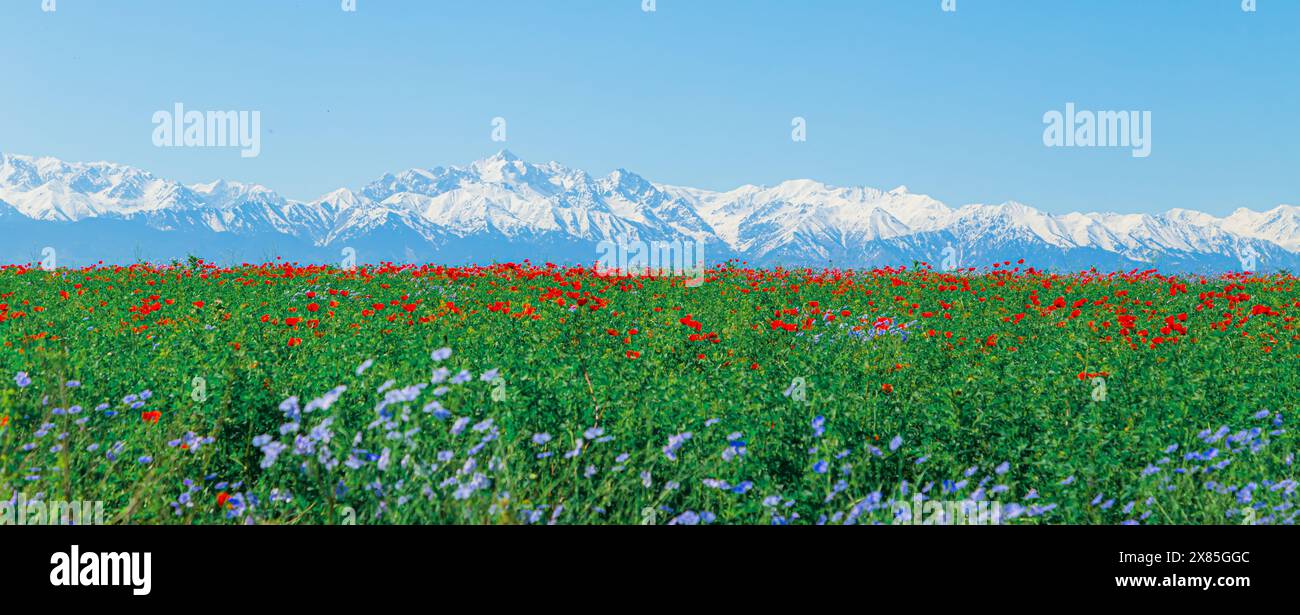 Field of red poppies and blue flowers of steppe flax on a clear sunny ...