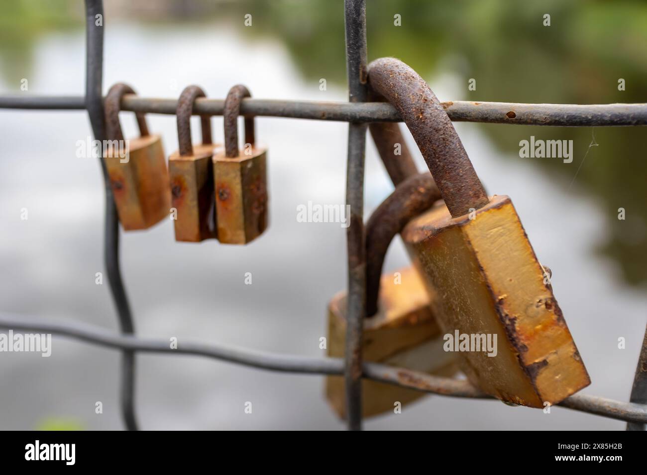 Close-up image of multiple rusty padlocks on a metal fence, symbolizing ...