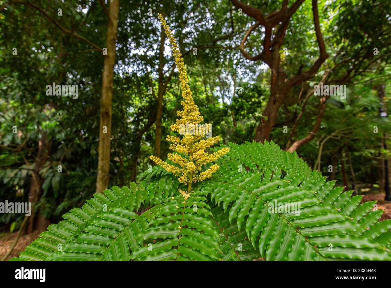 Close up of Lepisanthes amoena (Hassk.) Leenh., common name Kayu Mata ...
