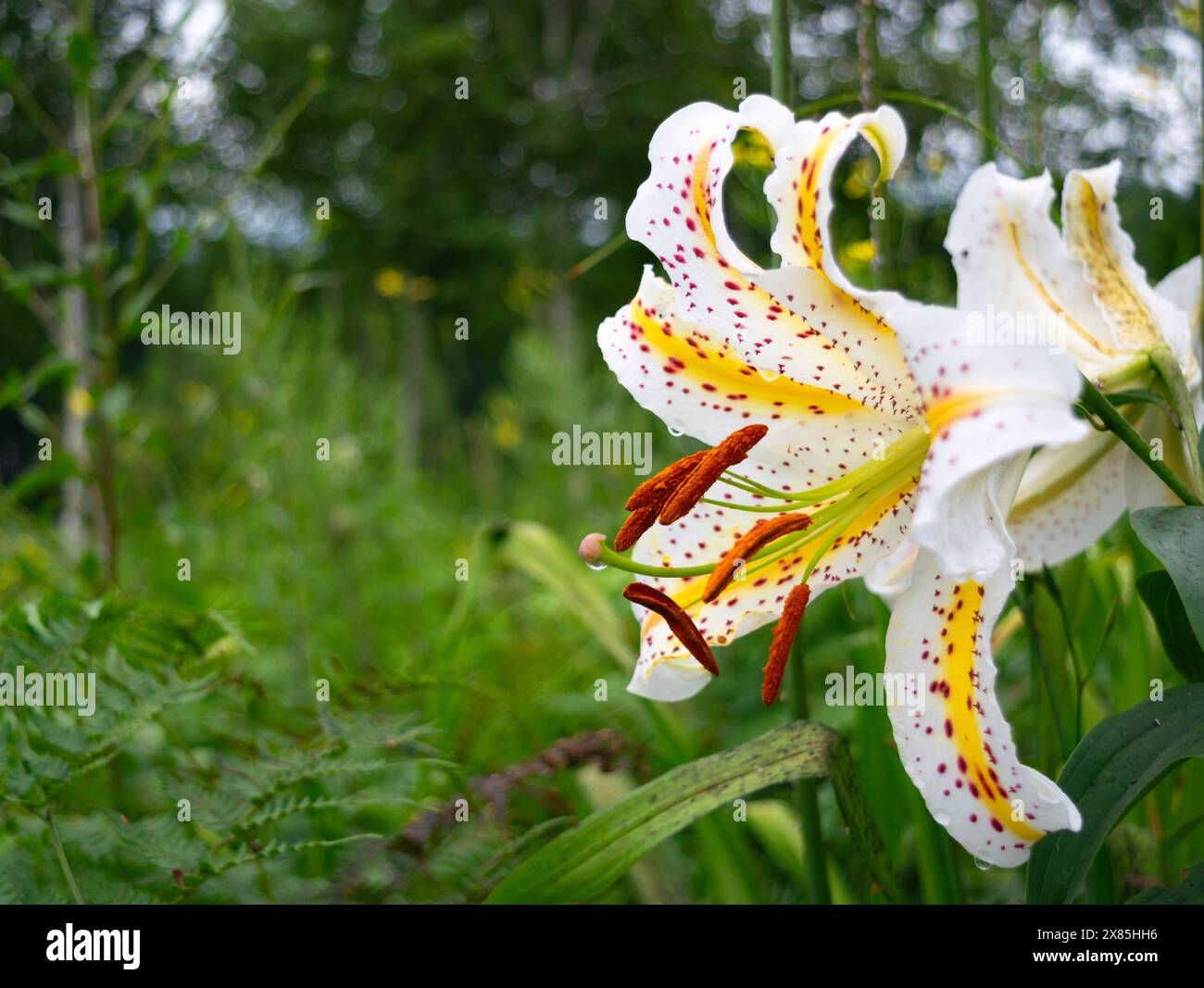 Close-up of white lilies with red spots in a green setting Stock Photo ...