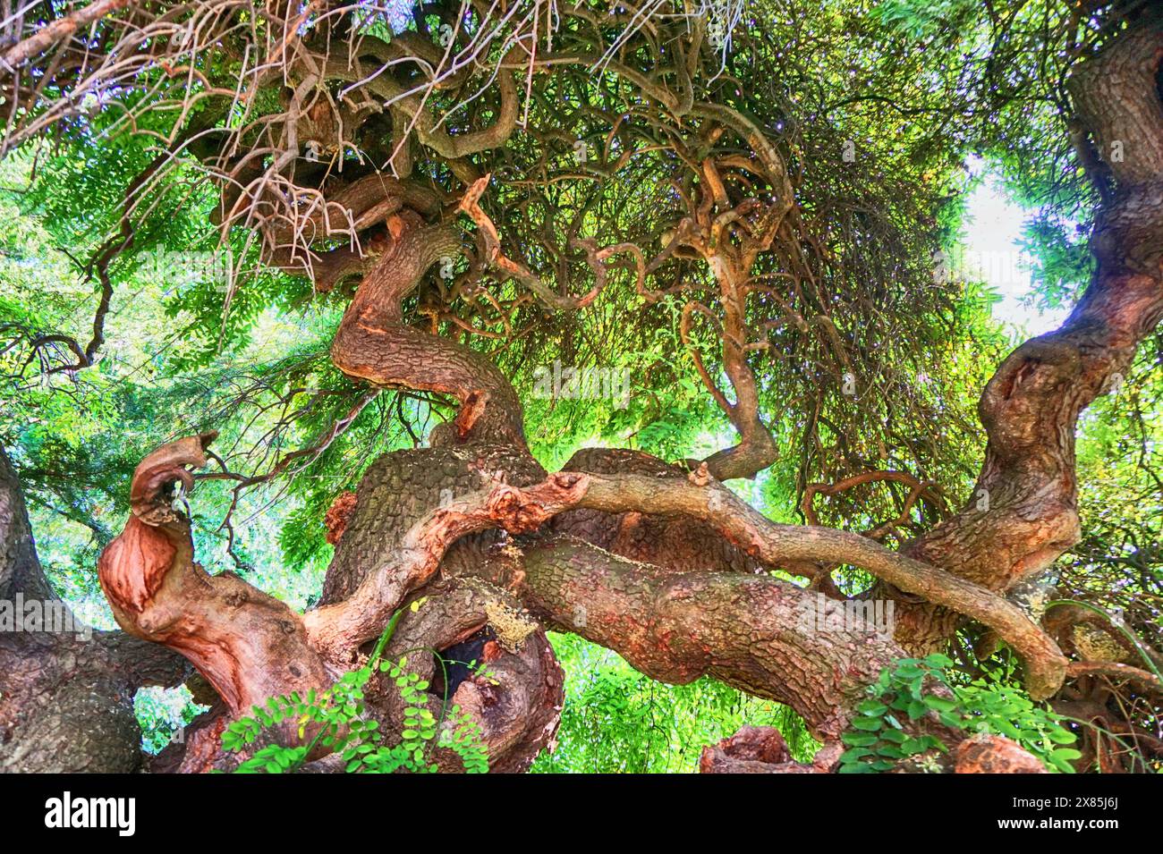 very old tree in the park as nice background Stock Photo - Alamy