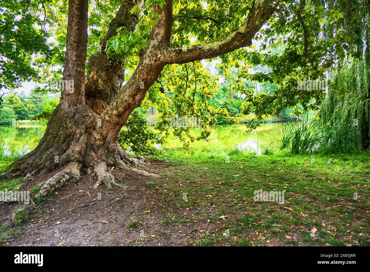 very old tree in the park as nice background Stock Photo - Alamy