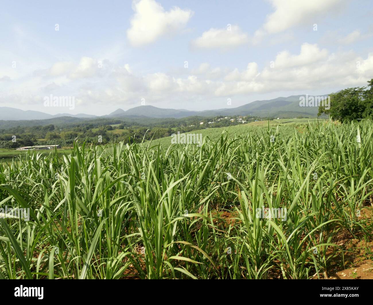 sugarcane field and mountains of basse terre, farmland tropical ...